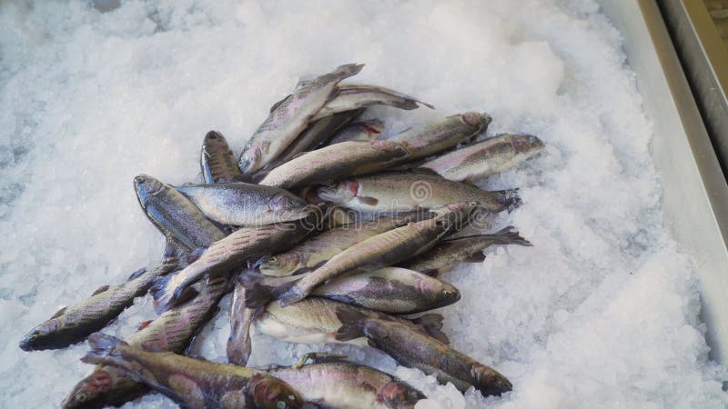 Freshly Frozen Fish on Store Shelves. Frozen Fish on the Shelves in the ...