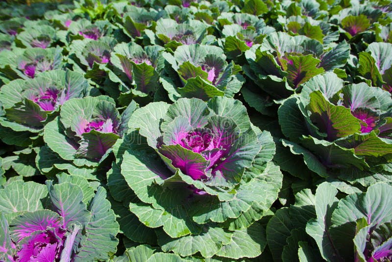Freshly green cabbage stock image. Image of cabbage, natural - 67443687