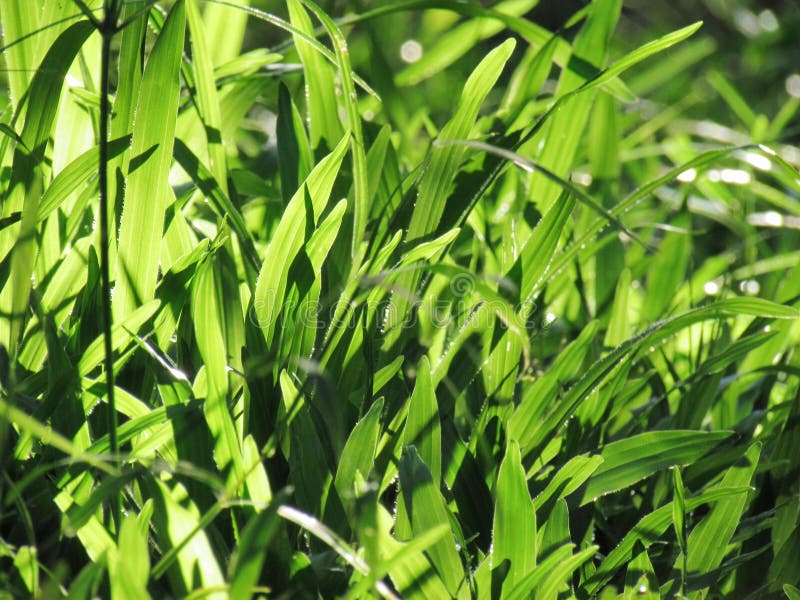 Freshly Green Grass in the Morning. Stock Photo - Image of lush, flora ...