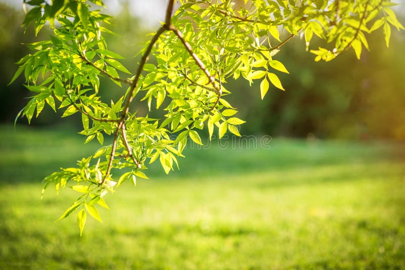 Green Leaves Spring Background. Stock Photo - Image of light, beautiful ...