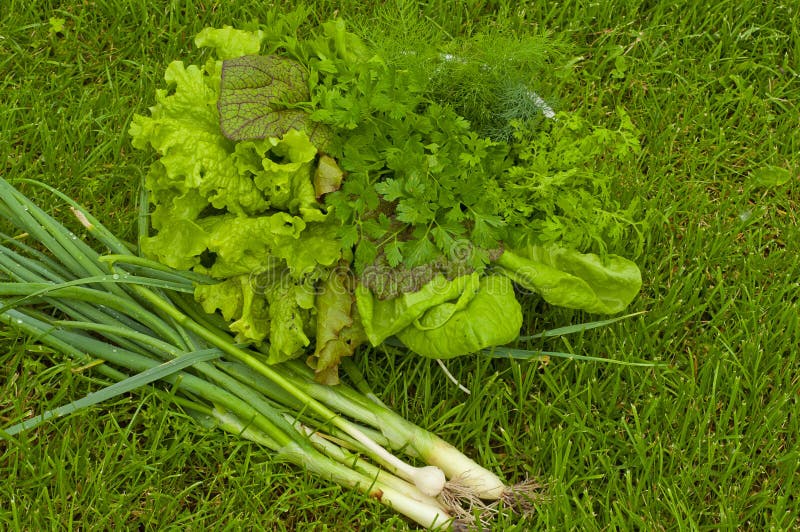 Freshly Green-stuff from the Garden Stock Photo - Image of earth, crop ...