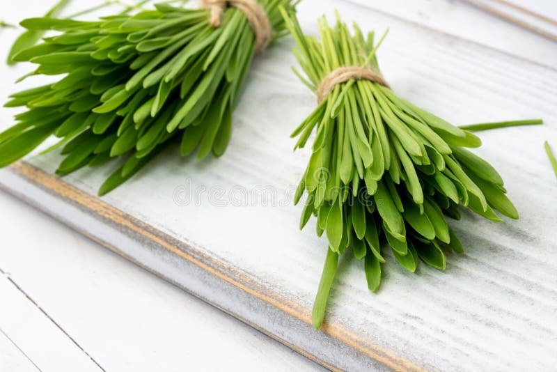Freshly Grown Barley Grass on a White Background Stock Photo - Image of ...