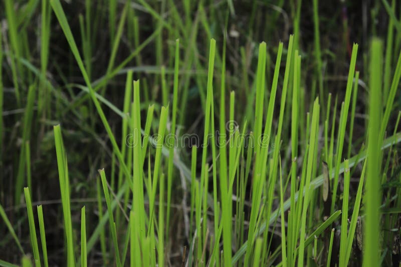 Freshly Grown and Beautiful Weed Grass Leaves Stock Image - Image of ...