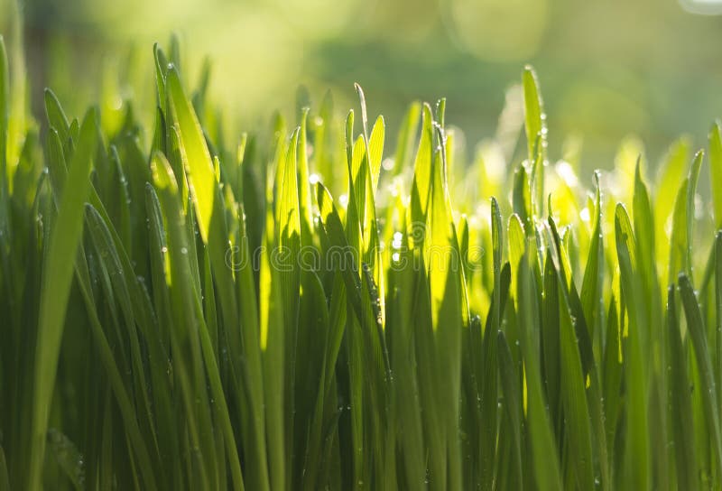 Freshly grown Wheatgrass stock image. Image of chlorophyll - 72143039