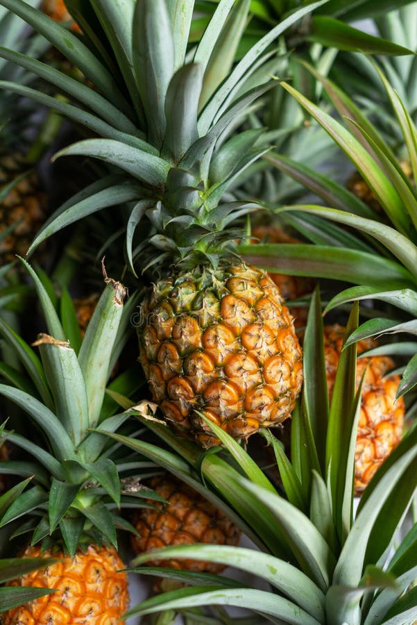 Freshly Harvest Organic Pineapple Stock Image - Image of pineapple ...