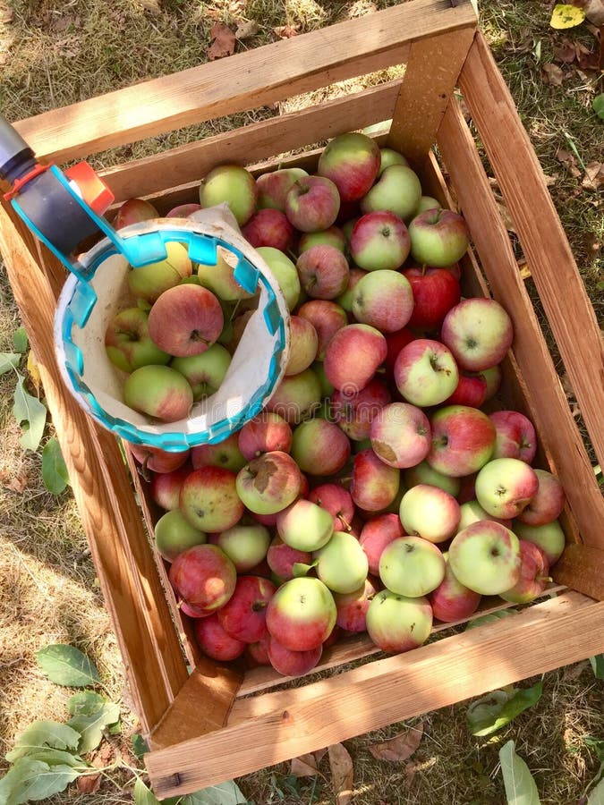 Apples and an fruit picker stock image. Image of freshly - 128936767