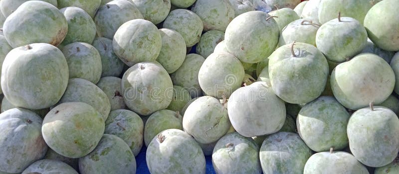 Freshly Harvested Ash Gourd Stock Photo - Image of harvested, gourd ...
