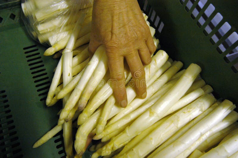 313 Asparagus Packaging Stock Photos - Free & Royalty-Free Stock Photos ...