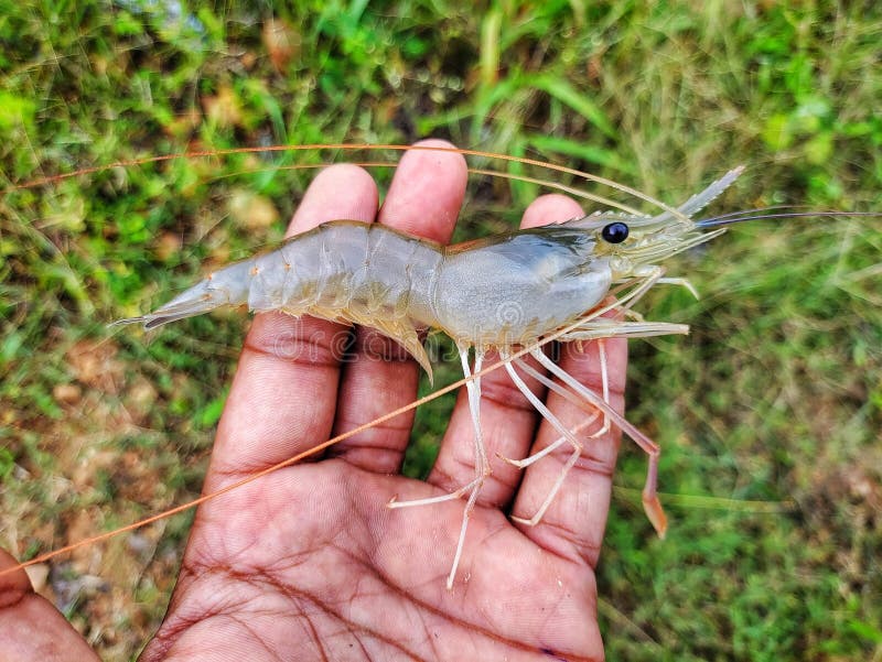 Freshly Harvested Big Freshwater Prawn in Hand in Nice Blur Background ...