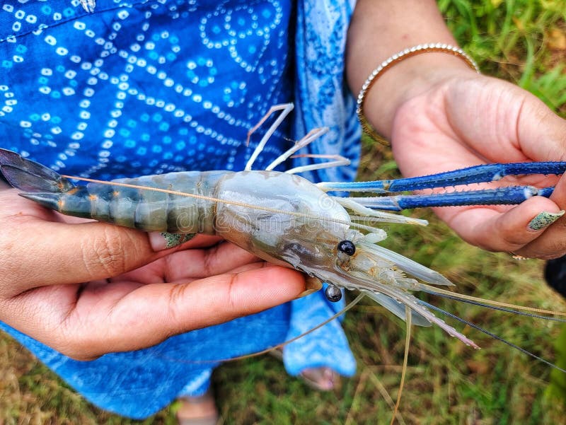 Freshly Harvested Big Freshwater Prawn in Hand in Nice Blur Background ...