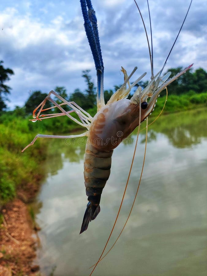 Freshly Harvested Big Freshwater Prawn in Hand in Nice Blur Background ...