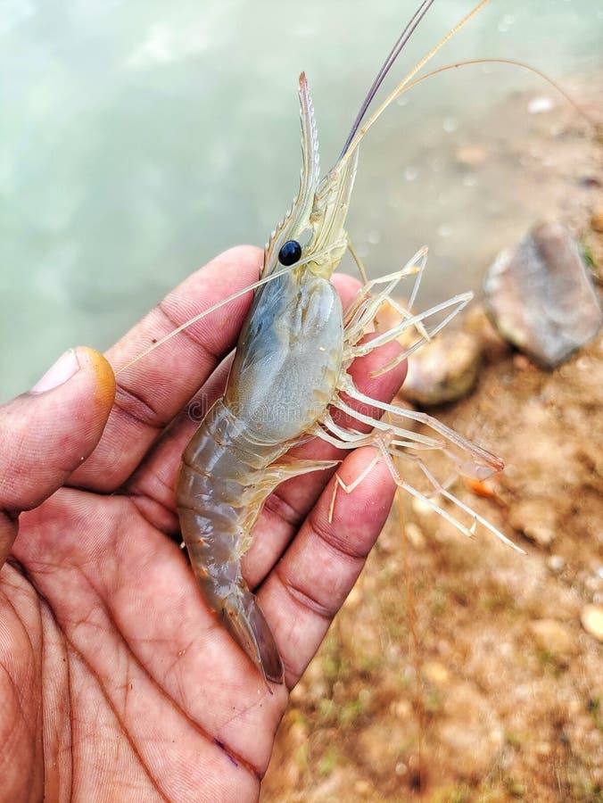 Freshly Harvested Big Freshwater Prawn in Hand in Nice Blur Background ...