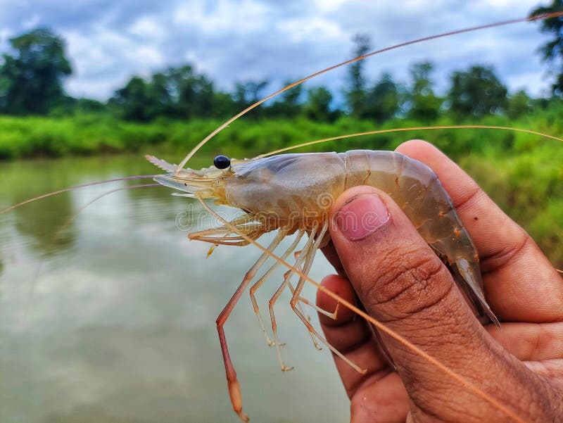 Freshly Harvested Big Freshwater Prawn in Hand in Nice Blur Background ...