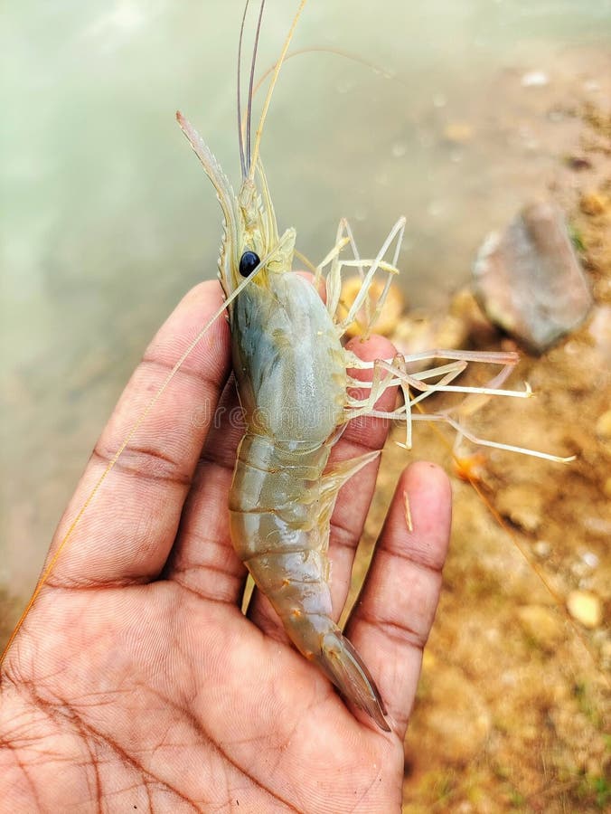Freshly Harvested Big Freshwater Prawn in Hand in Nice Blur Background ...