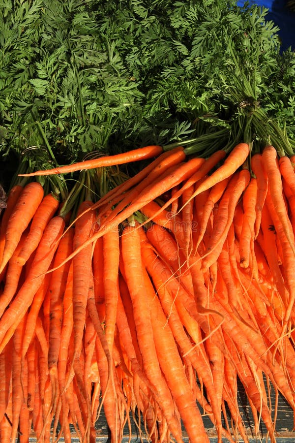 Bundle of fresh carrots stock image. Image of crunchy - 21496335