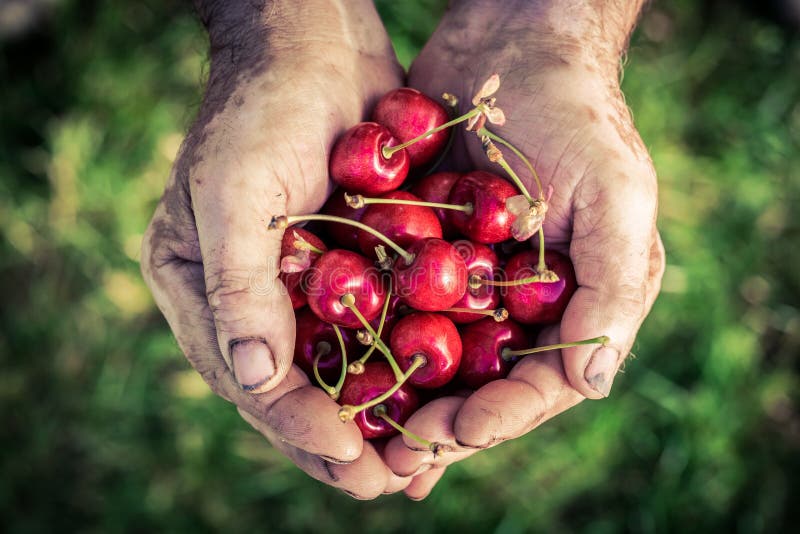Freshly Harvested Cherry in Hands Stock Image - Image of agriculture ...