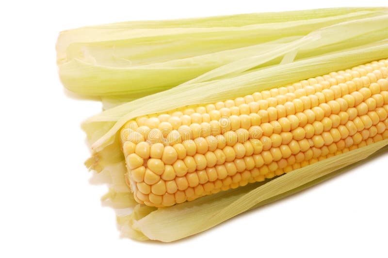 Freshly harvested corn stock photo. Image of ingredient - 11996506