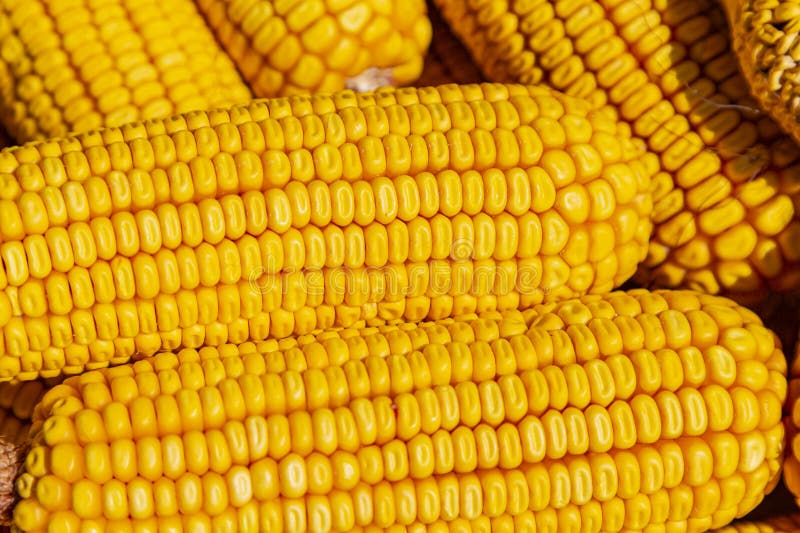 Freshly Harvested Corn Cobs Stock Image - Image of natural, grain ...