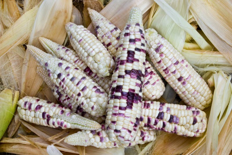 White waxy corn stock photo. Image of healthy, colorful - 26550386