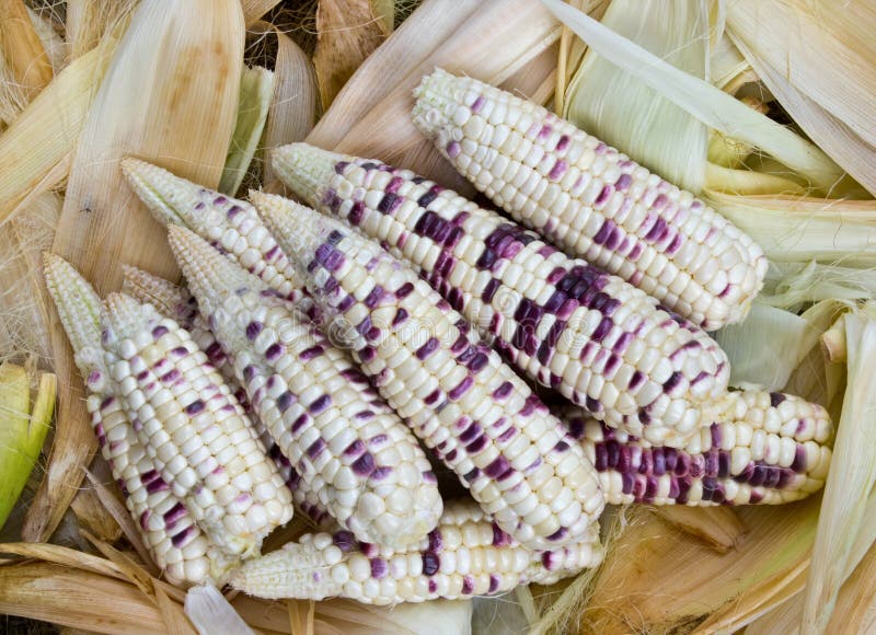 Freshly Harvested Corn Waxy. Stock Image - Image of fuel, closeup: 26145545