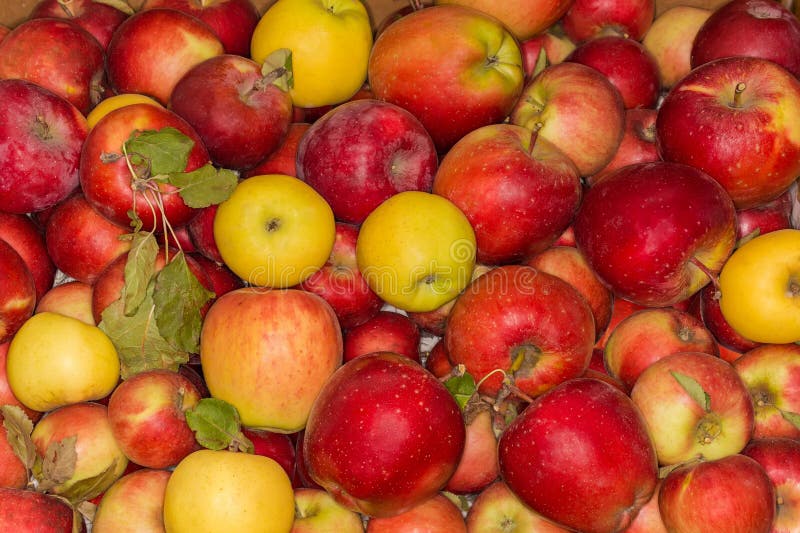 Freshly Harvested Different Apples in Container, Top View Close-up ...