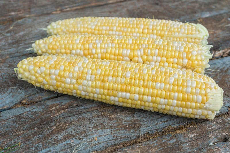 Freshly Harvested Ears of Corn Stock Image - Image of nourishment ...