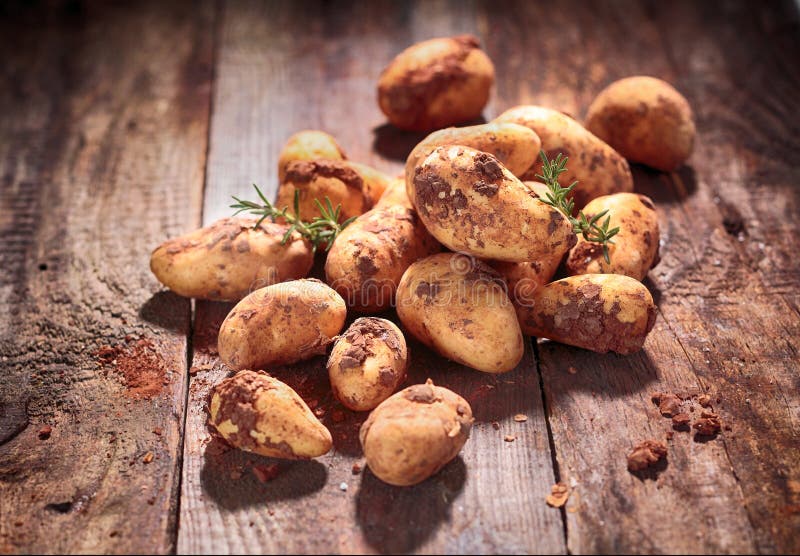 Harvest of Farm Fresh Potatoes Stock Image - Image of freshness ...