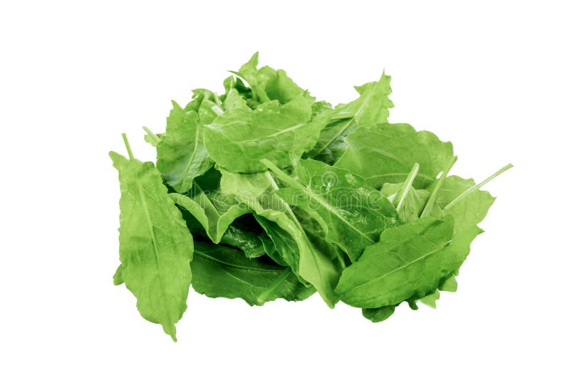 Freshly Harvested Green Sorrel on an Isolated White Background Stock ...