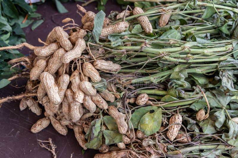 Freshly Harvested Groundnuts or Peanuts from a Farm with Branch and ...