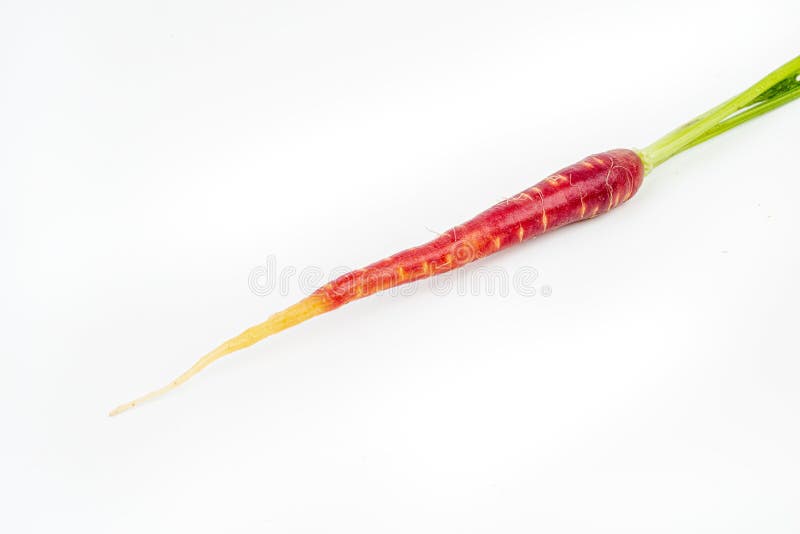 Freshly Harvested Mini Red Carrots on Isolated White Background Stock ...