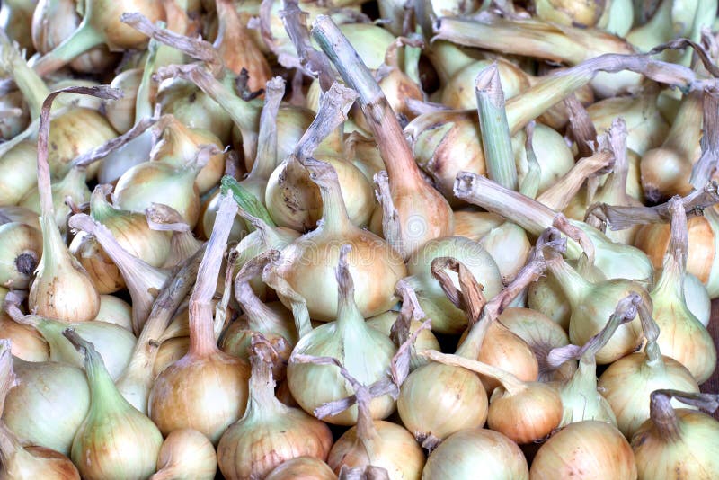 Harvest of Fresh Onions is Poured into Storage Box. Stock Image - Image ...