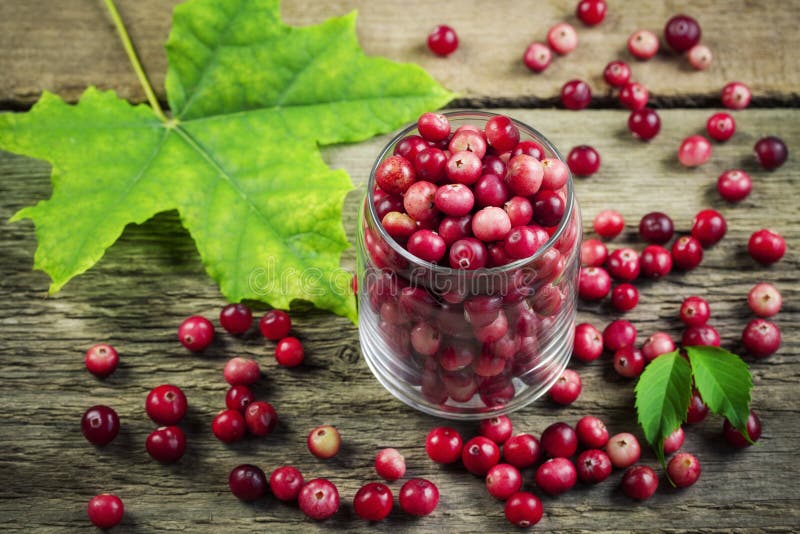 Freshly Harvested Organic Red Cranberries Stock Photo - Image of group ...