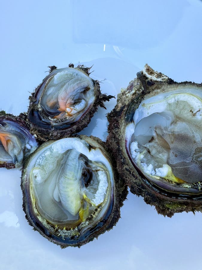 Freshly Harvested Oysters Displayed on a White Surface in Natural ...