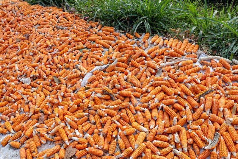 Freshly Harvested, Peeled Ripe Corn. Drying Process in Direct Sunlight ...