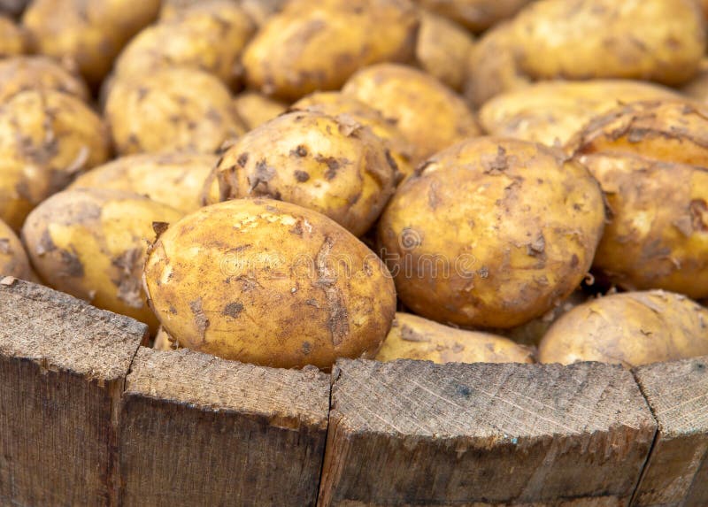 Freshly harvested potatoes stock image. Image of wholesome - 20439911