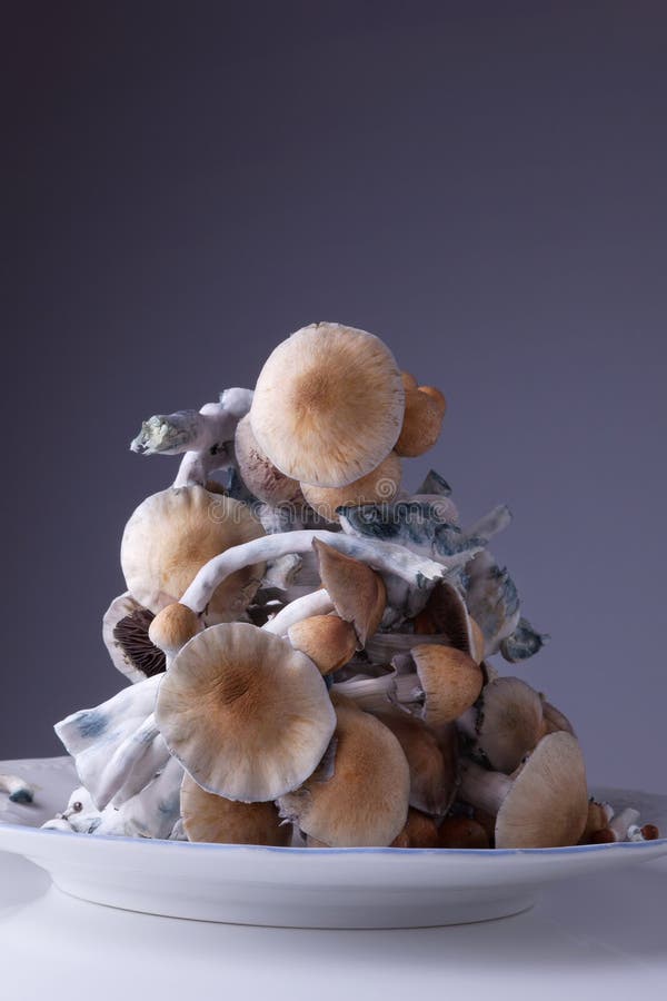 Psilocybin magic mushrooms stock photo. Image of poisonous - 270777528