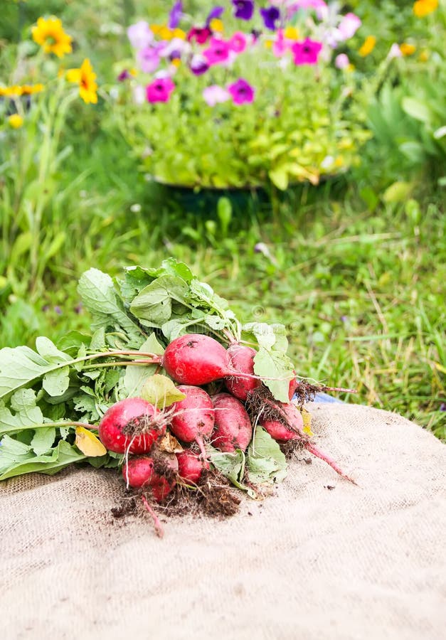 Freshly Harvested Radish. Red Fresh Vegetables on Burlap Sacks Stock ...