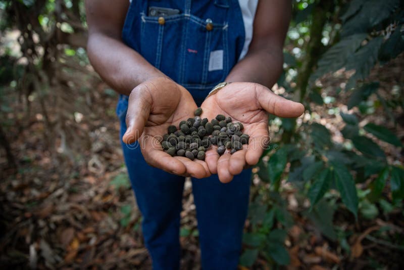 Freshly Harvested Raw Coffee Beans from a Farmer on a Plantation in ... Freshly Harvested Raw Coffee Beans from a Farmer on a Plantation in ...