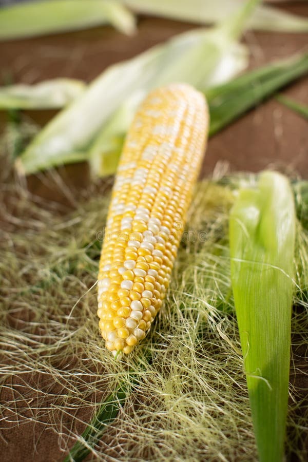 Freshly Harvested Raw Sweet Corn on Cob Stock Image - Image of corn ...