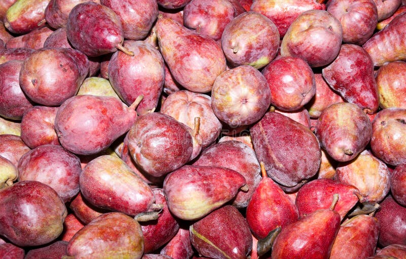 Freshly Harvested Red Bartlett Pears on Display Stock Image - Image of ...