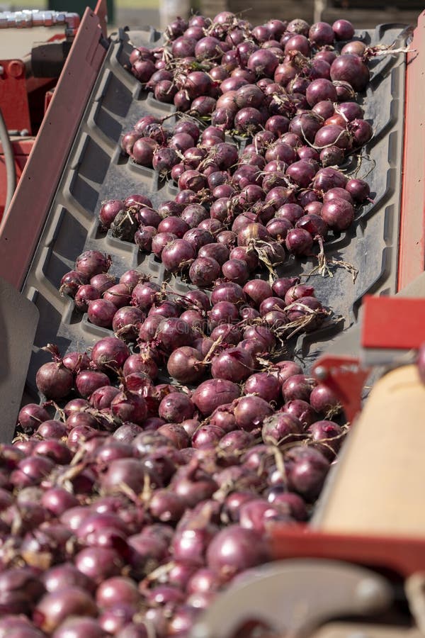 Onion Conveyor Belt Stock Photos - Free & Royalty-Free Stock Photos ... Onion Conveyor Belt Stock Photos - Free & Royalty-Free Stock Photos ...