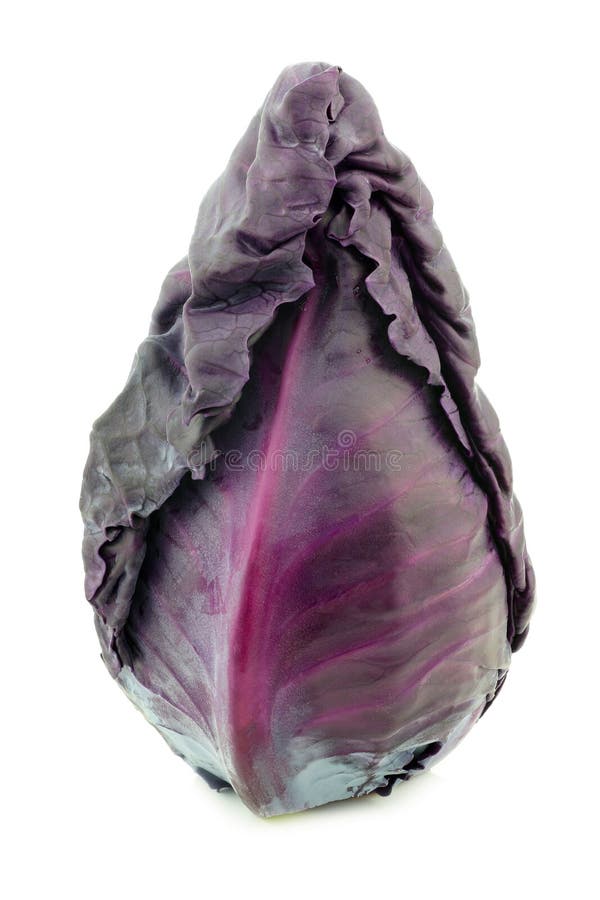 Freshly Harvested Red Pointed Cabbage Stock Photo - Image of food ...