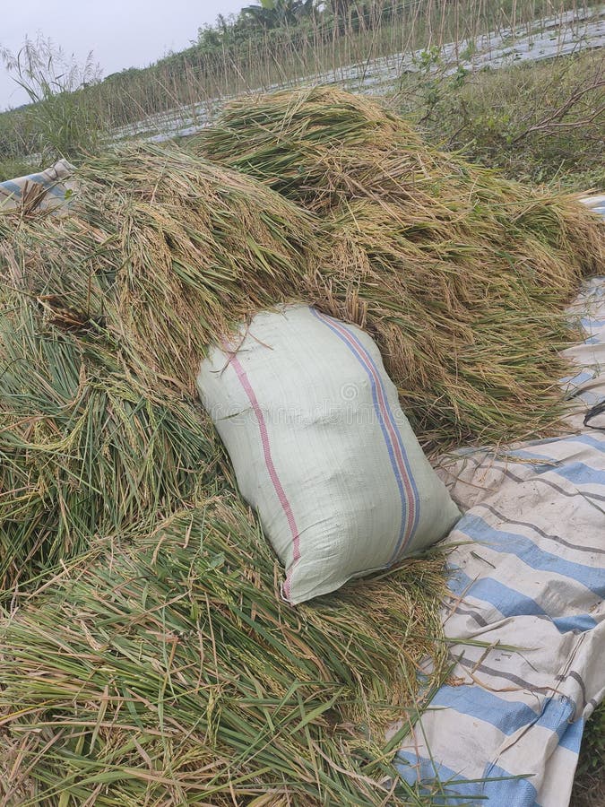 Freshly harvested rice stock photo. Image of rice, collection - 221393750