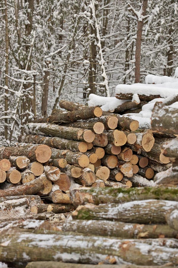 Freshly Harvested Timber from a Logging Operation Piled by the Forest ...