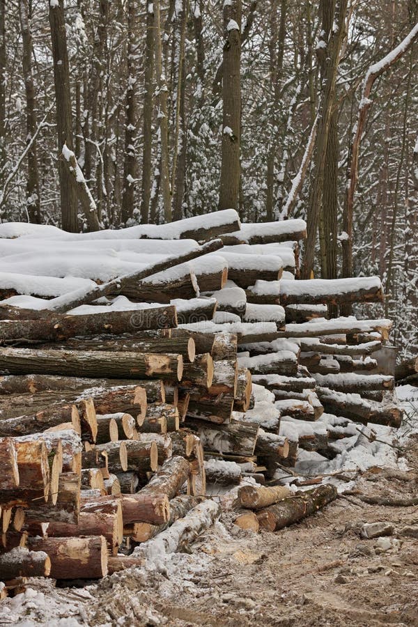 Freshly Harvested Timber from a Logging Operation Piled by the Forest ...