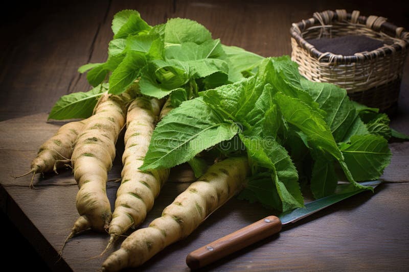 Freshly Harvested Wasabi Roots with Leaves on a Rustic Table Stock ...