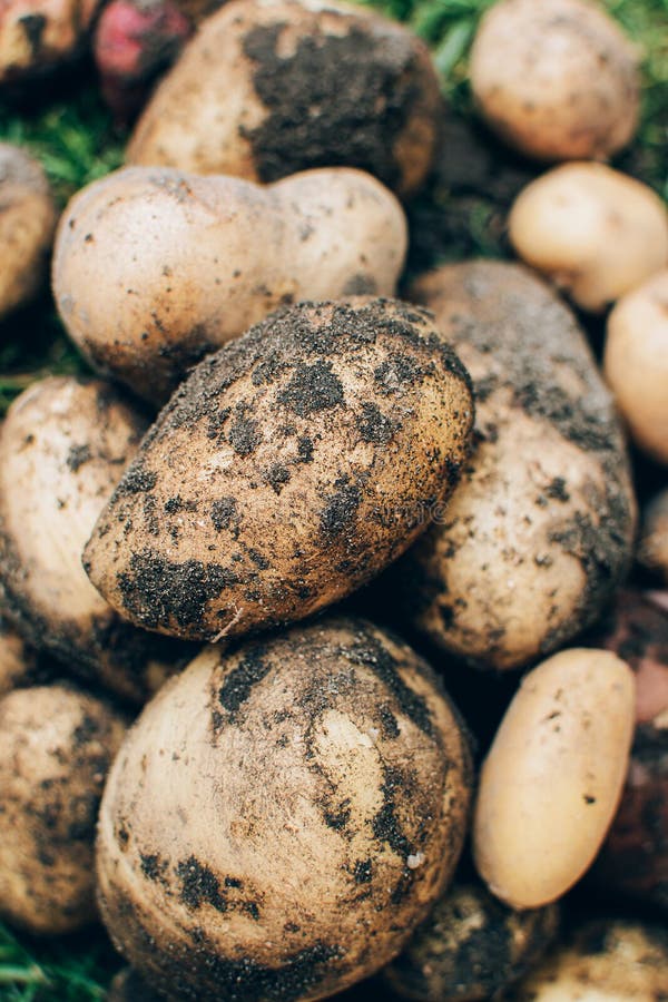 Freshly Harvested Whole Potatoes in Soil. Stock Image - Image of garden ...