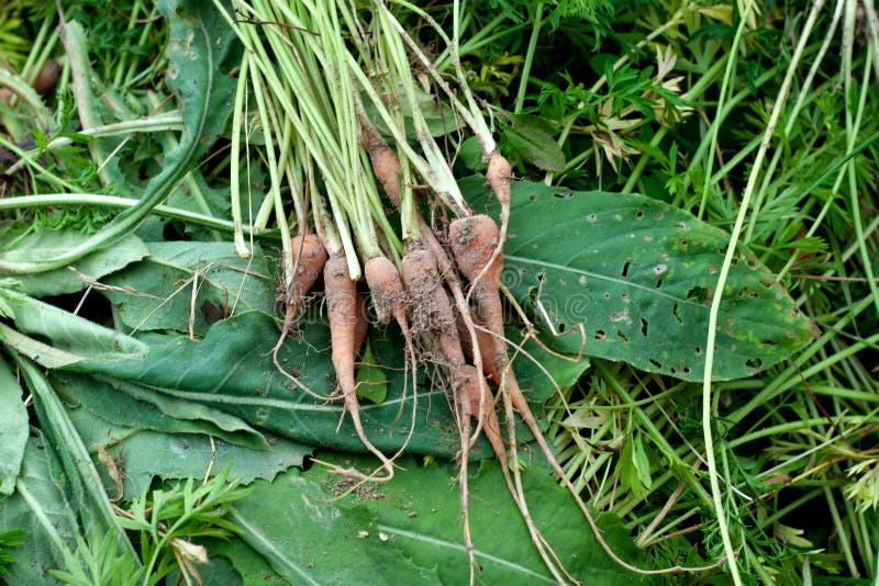 Freshly Harvested Young Small Carrots on Grass Background Stock Photo ...