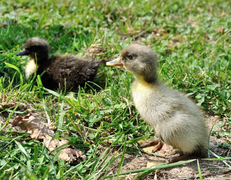 Freshly hatched duck stock photo. Image of gosling, outdoor - 36297634