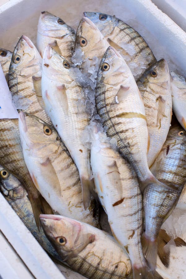 stock image. Image of food, mediterranean, boat, hobby - 8852189